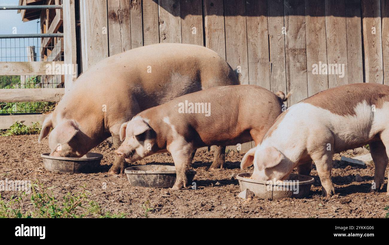 Livestock Pink Pigs in a Muddy Farm Pen Stock Photo - Alamy