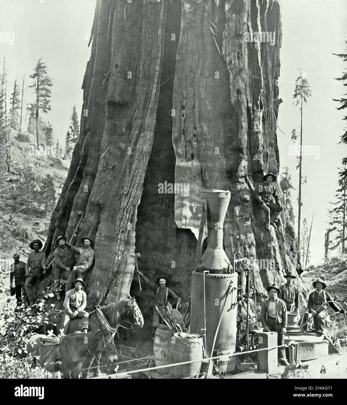 The boole tree hi-res stock photography and images - Alamy