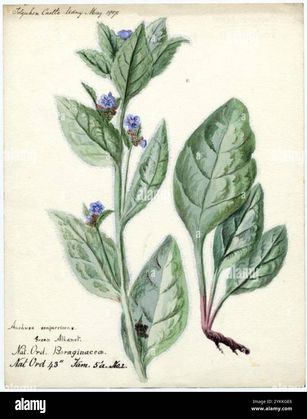 William catto hi-res stock photography and images - Alamy