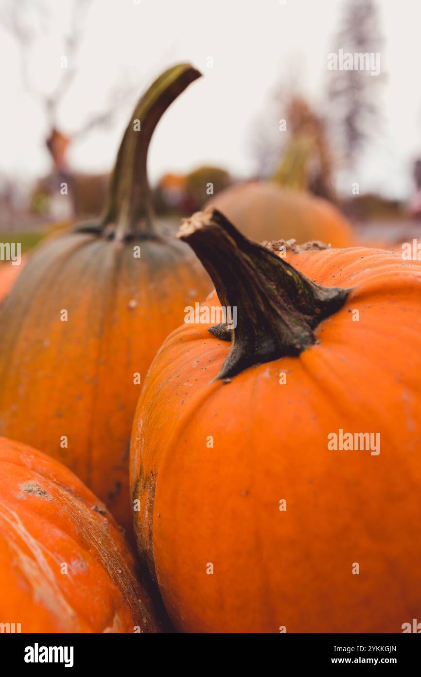 Pallet display hi-res stock photography and images - Alamy
