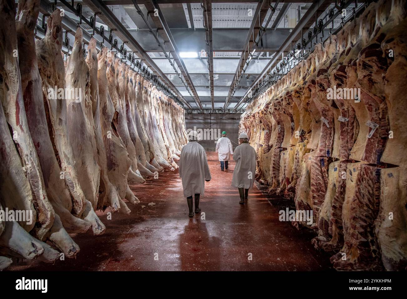 U.S. Department of Agriculture (USDA) meat inspectors and graders inspect beef carcasses at a ...