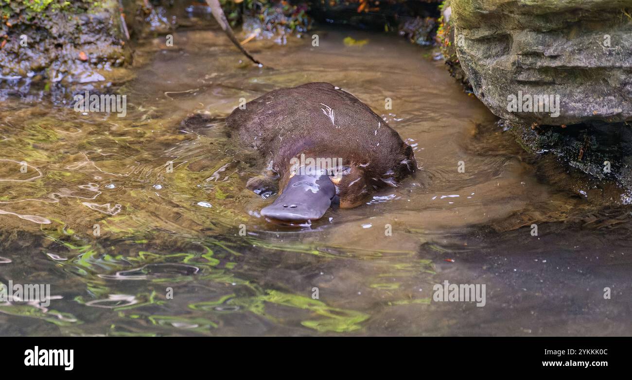 Platypus (Ornithorhynchus anatinus) swimming in creek Hobart rivulet in ...