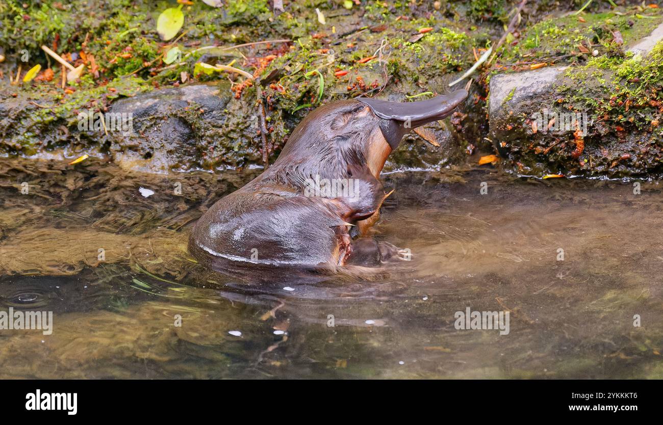 Platypus (Ornithorhynchus anatinus) swimming in creek Hobart rivulet in ...
