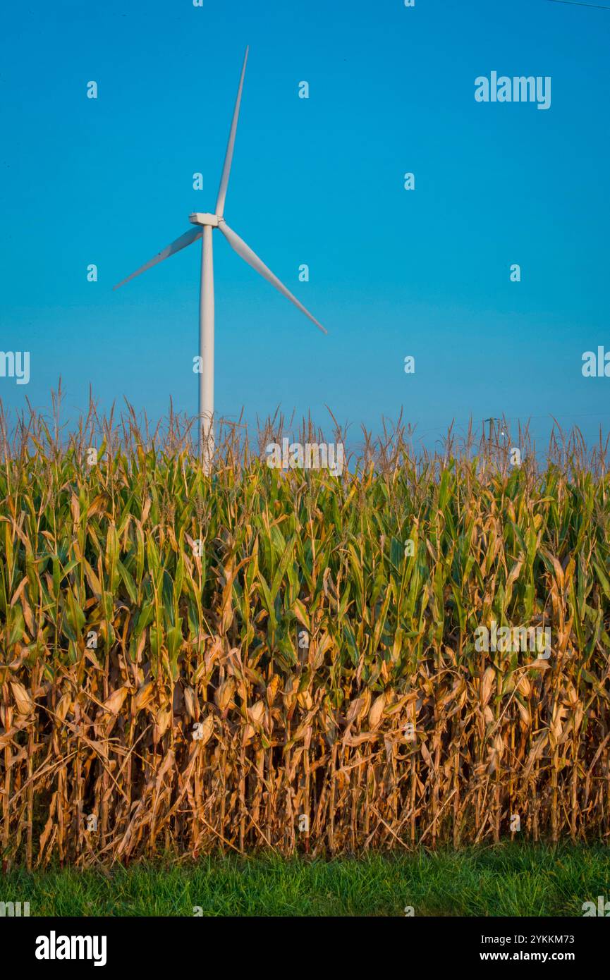 Wind turbines on the Bishop Hill wind farm operate among the corn and ...