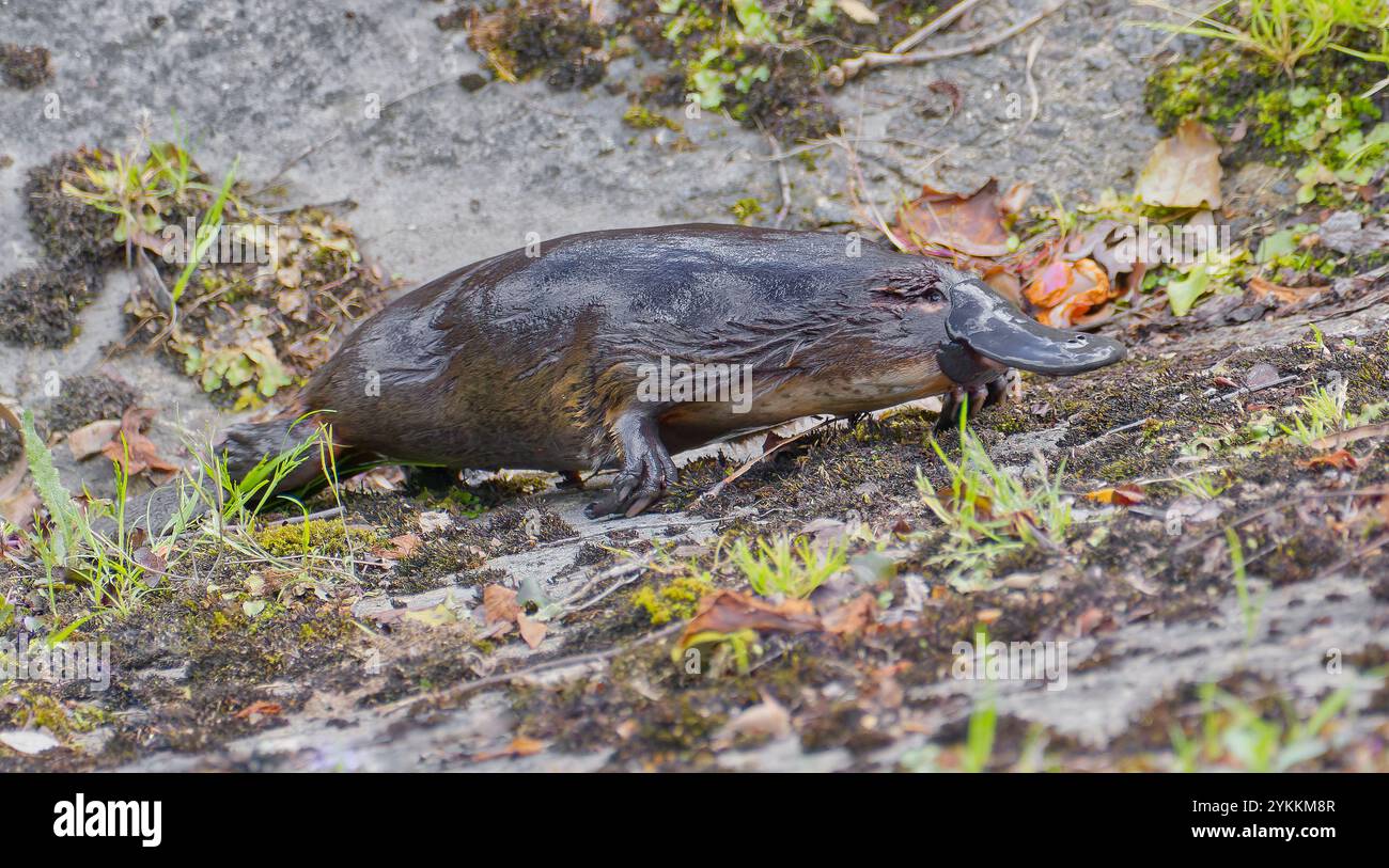 Platypus (Ornithorhynchus anatinus) moving on land in Hobart, Tasmania ...