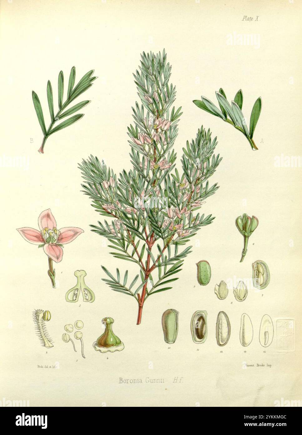 Boronia gunnii (drawing by Fitch Stock Photo - Alamy