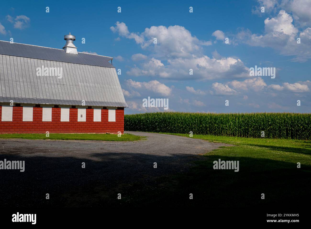 Corn field and red barn scenic in Laytonsville, Md., July 11, 2021 ...