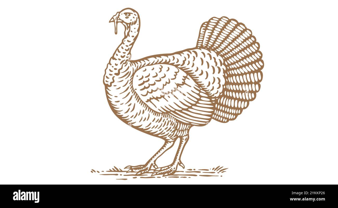 Turkey. Vintage retro print Stock Vector Image & Art - Alamy
