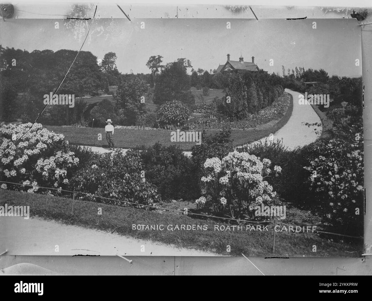 Botanic reference Black and White Stock Photos & Images - Alamy