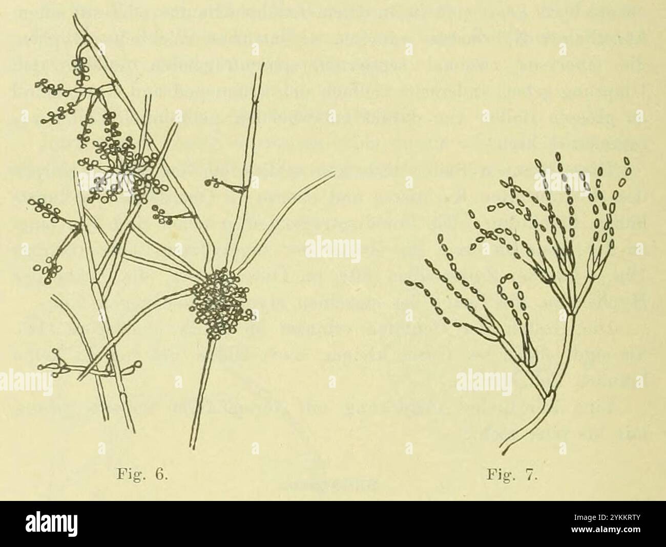 Botrytis bassiana und Isaria fumosorosea (illustration by Wise, 1904 ...