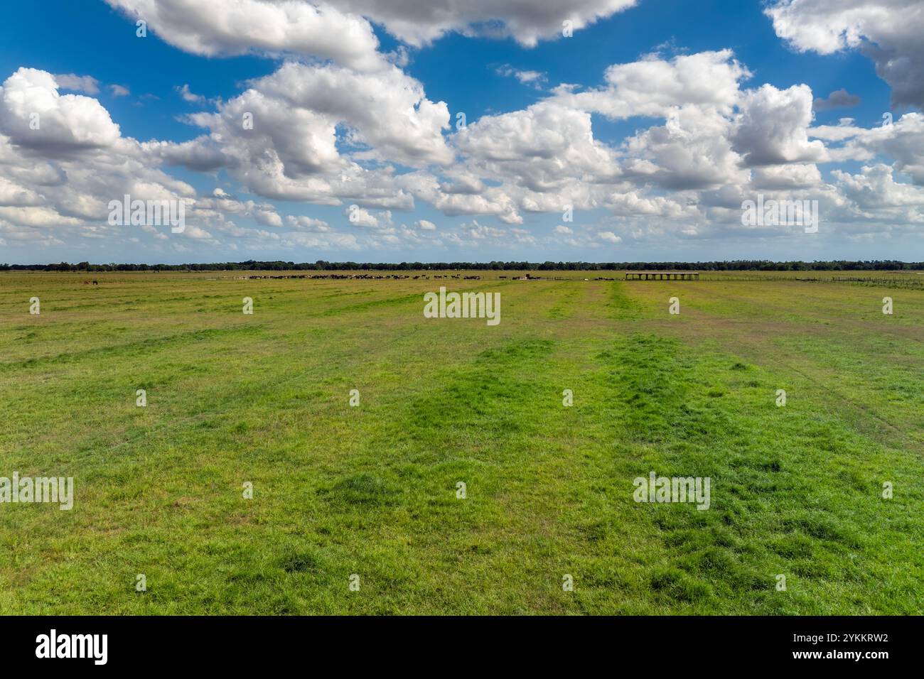 Aerial view of green farm fields in summer season with growing crops ...