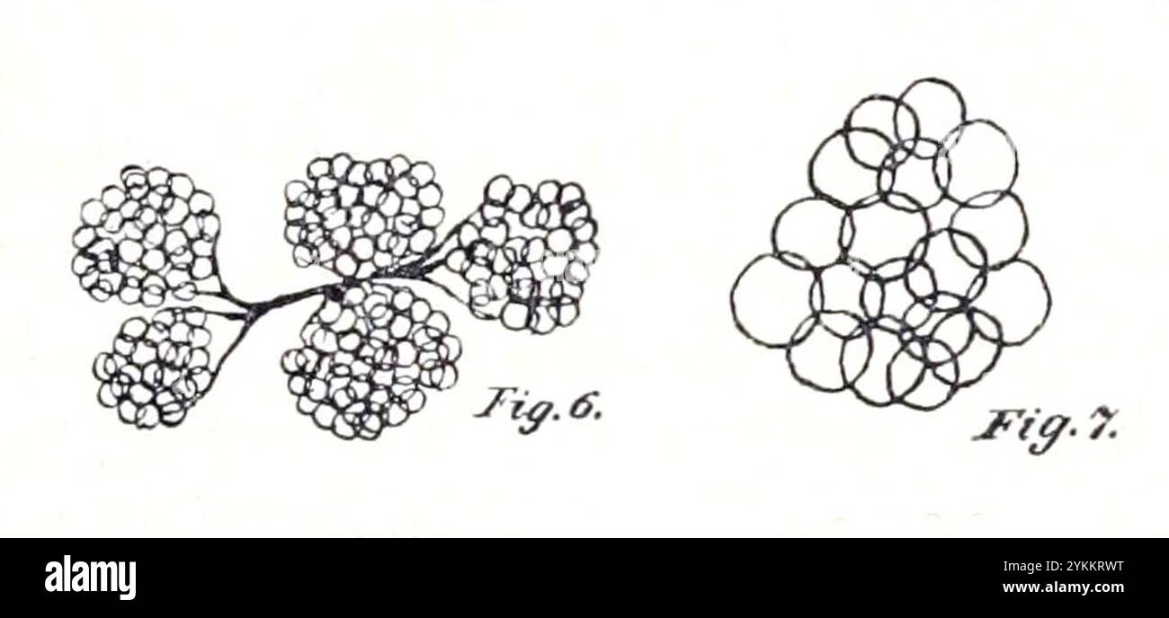 Botryococcus hi-res stock photography and images - Alamy