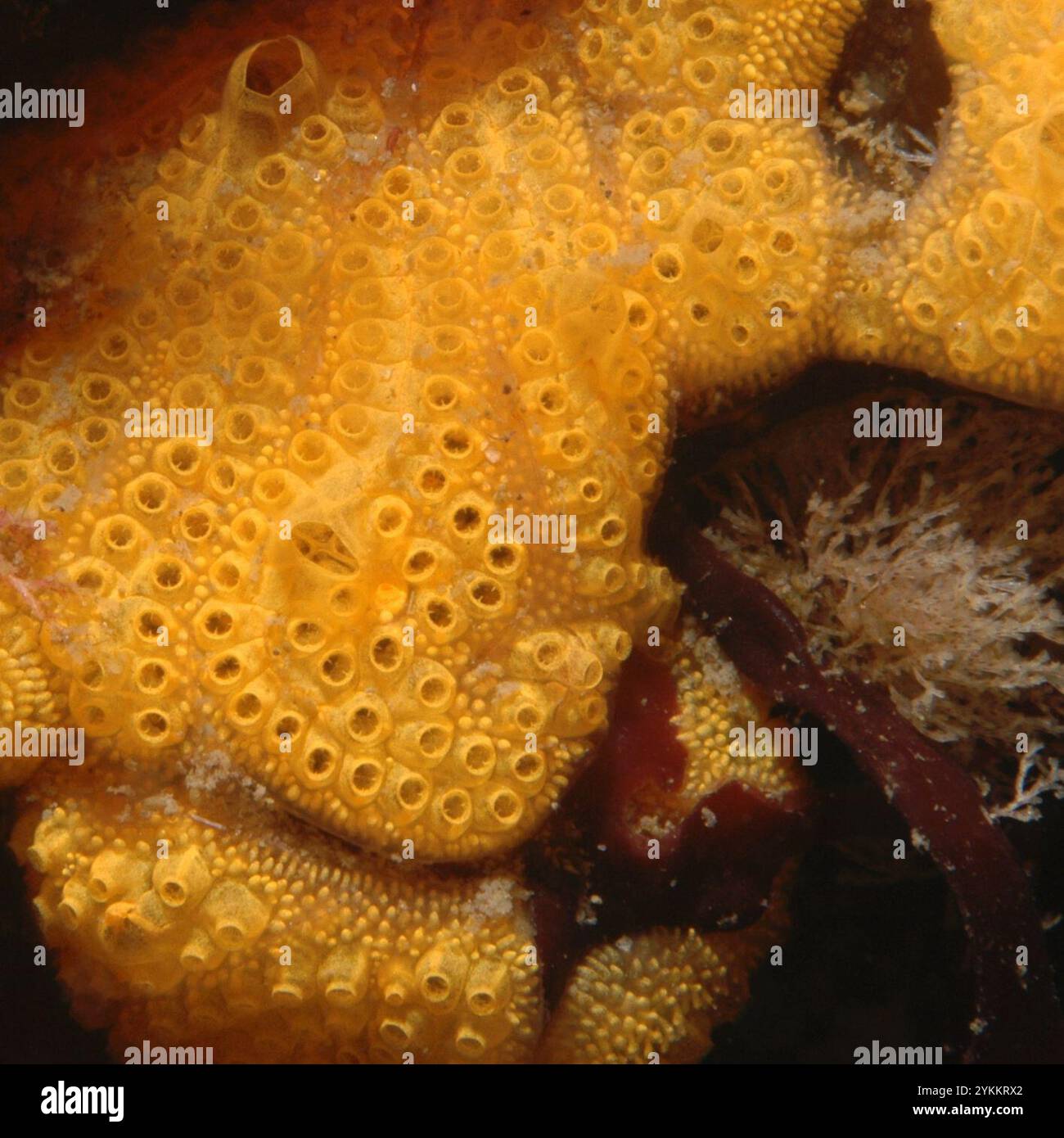 Botrylloides violaceus hi-res stock photography and images - Alamy