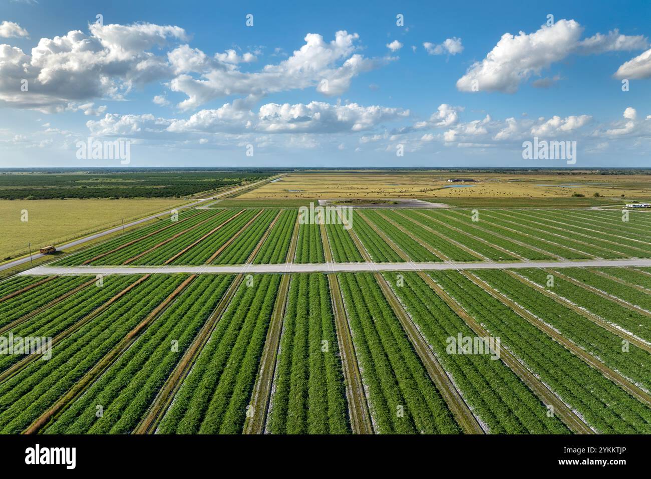 Agricultural cultivated field in summer season with growing crops ...