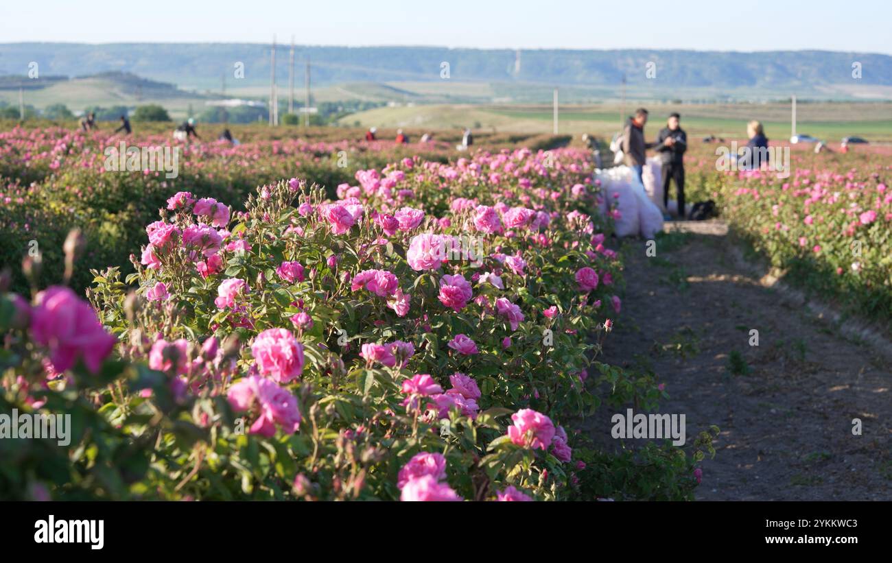 Rose Fields. Rose petal harvesting and attar distillation in Bulgaria ...