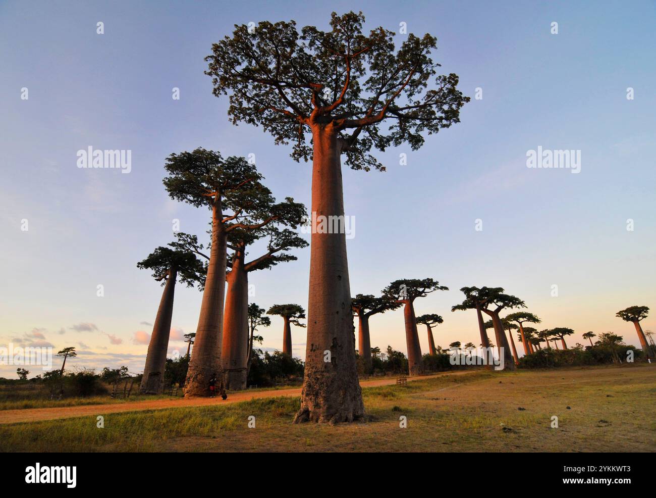 Avenue of the Baobabs / Avenue du Baobab on Road No.8 between Morondava ...