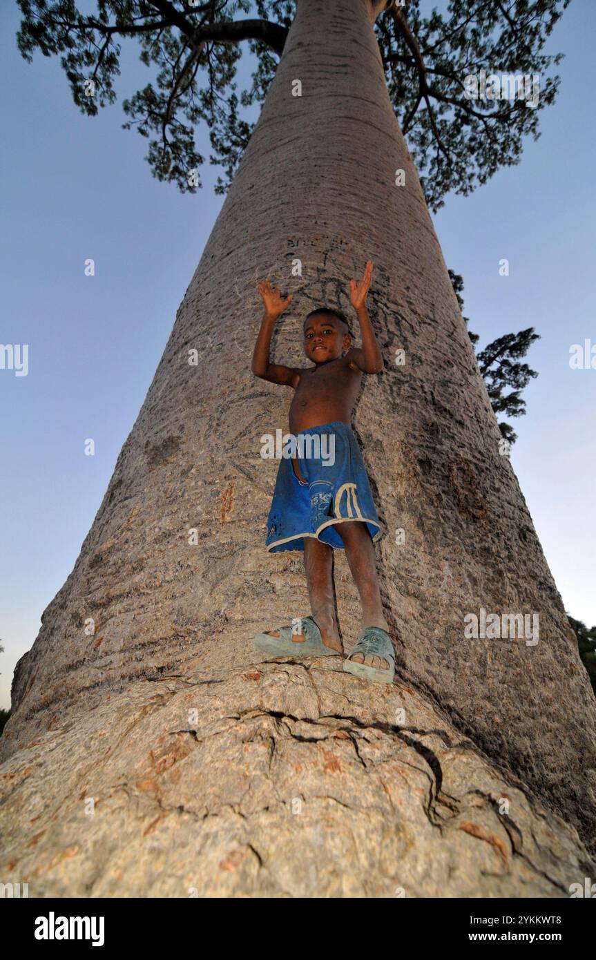 A Malagasy boy standing on a Baobab tree at the Avenue du Baobab in ...