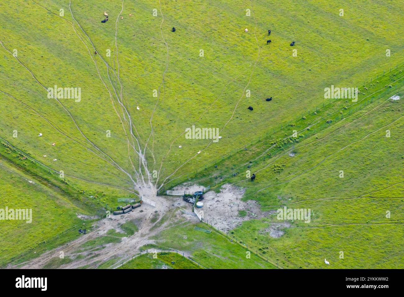 Cattle grazing on farmland pasture. Production of organic dairy ...