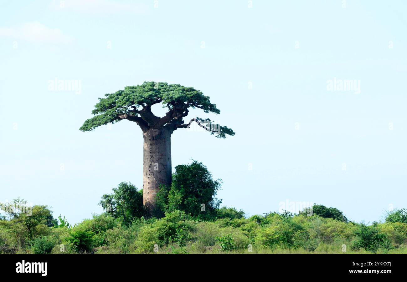Grandidiers baobab trees hi-res stock photography and images - Alamy