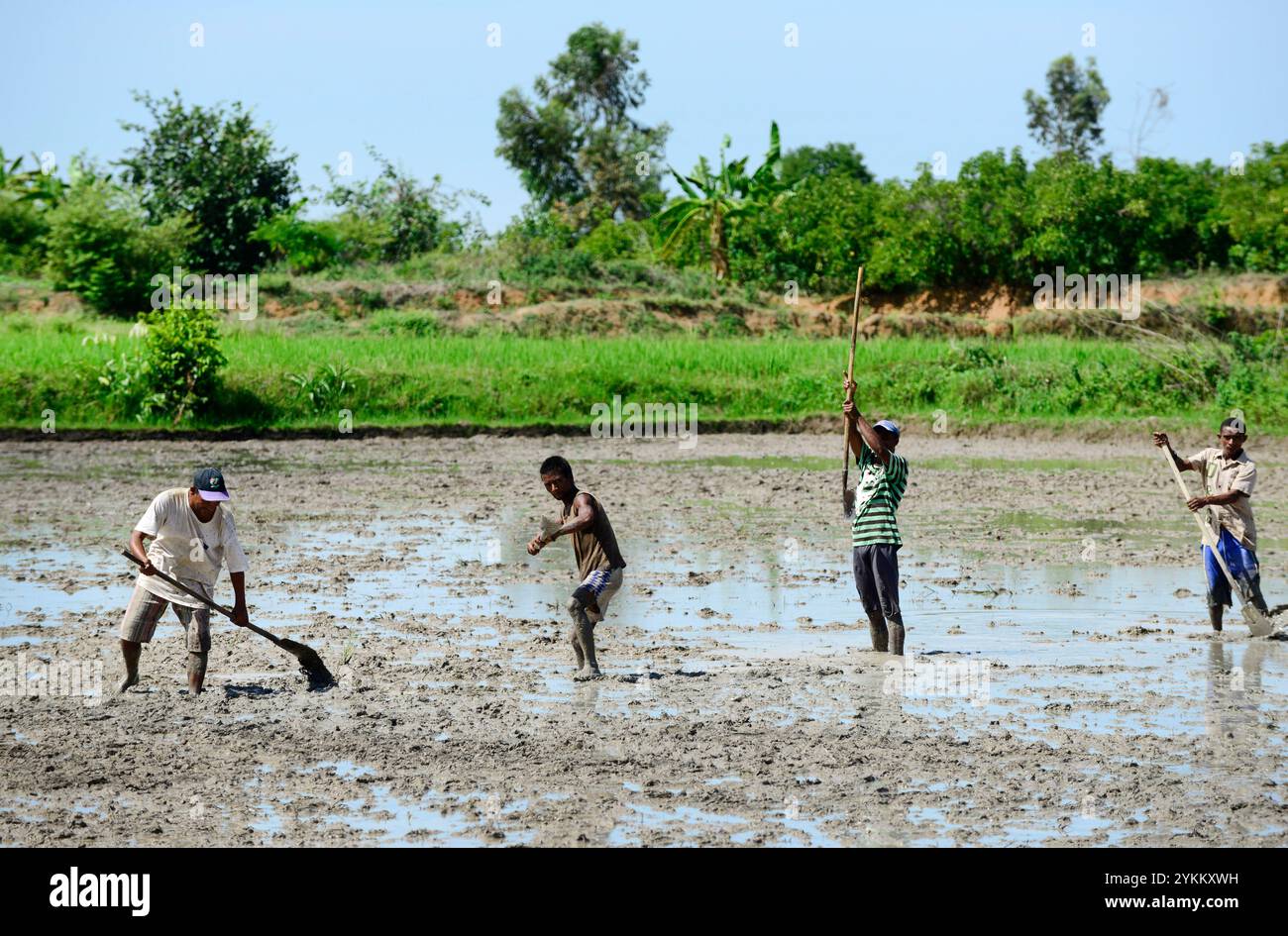 Farmers preparing the soil for a paddy crop. Photo taken in the central ...