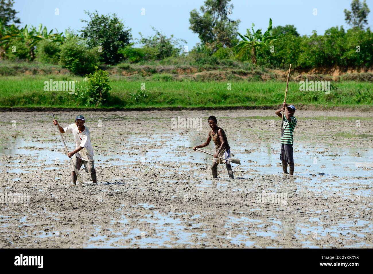 Farmers preparing soil paddy hi-res stock photography and images - Alamy