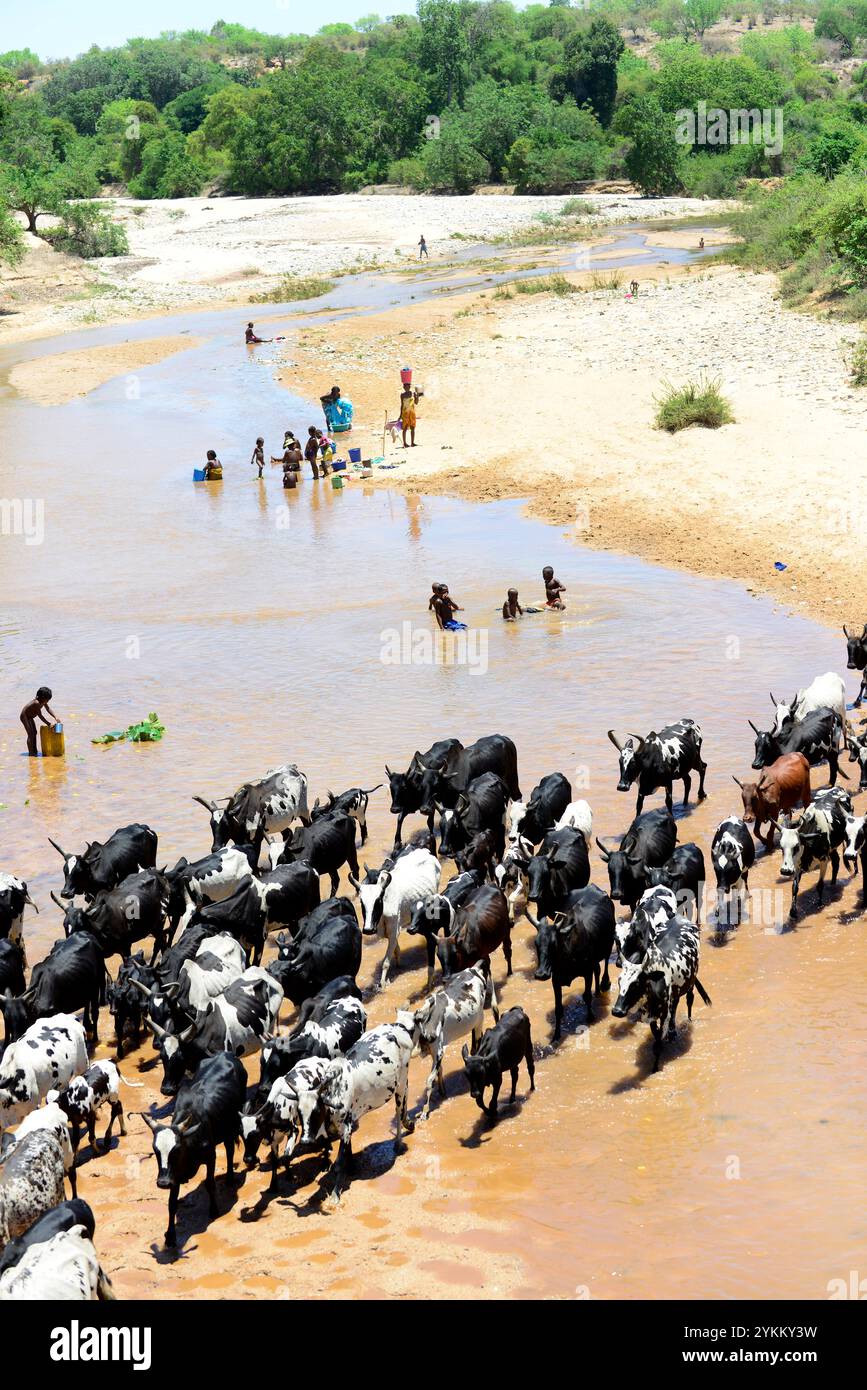 A herd of cattle crossing a river in the Central Highlands region in ...