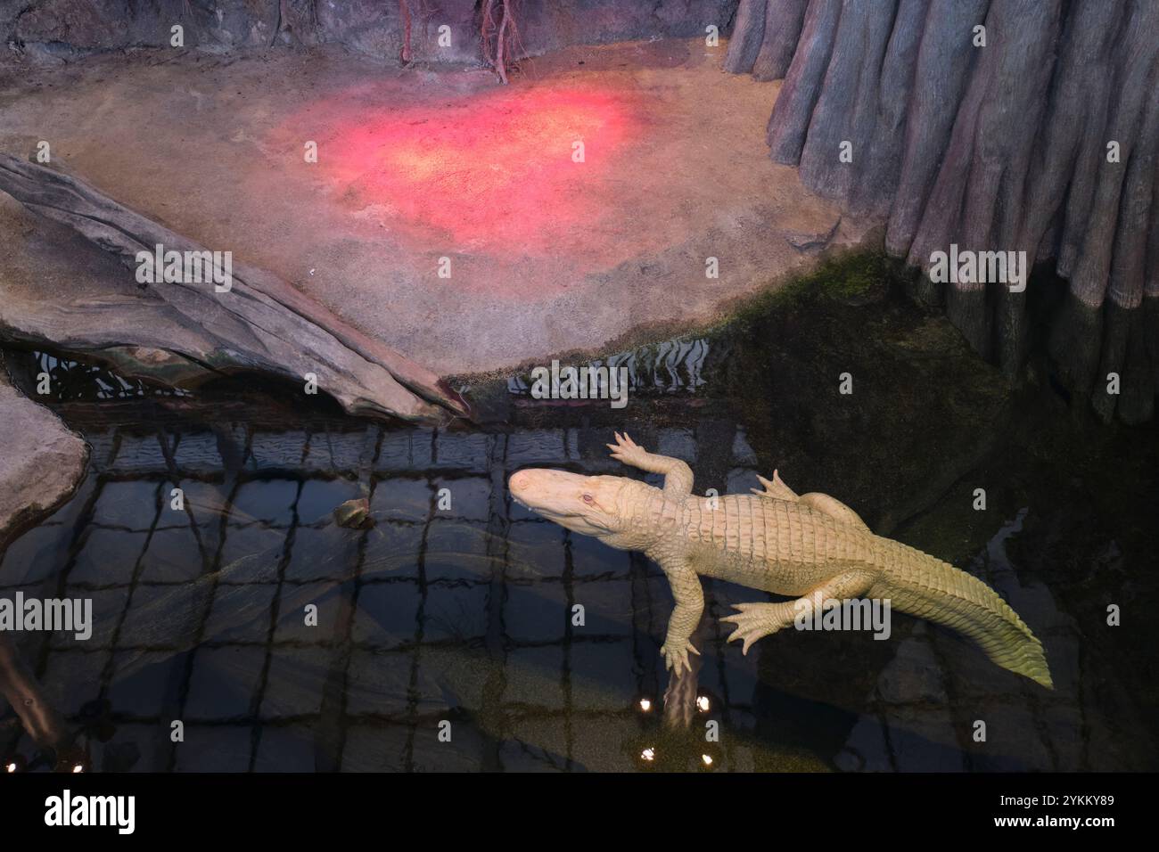 What Are White Crocodiles Called