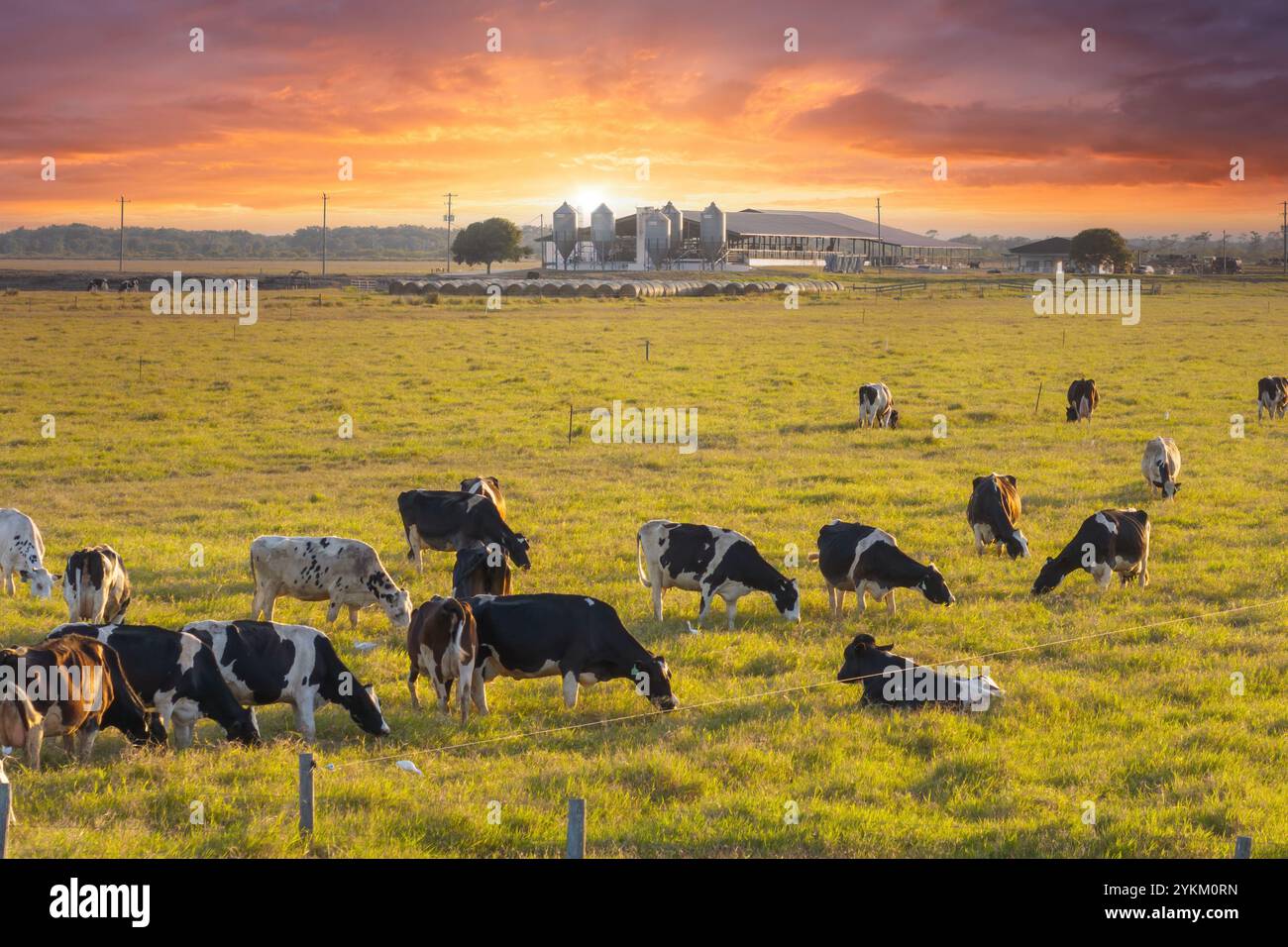 Organic milk and beef production. Free range cows grazing on farm ...