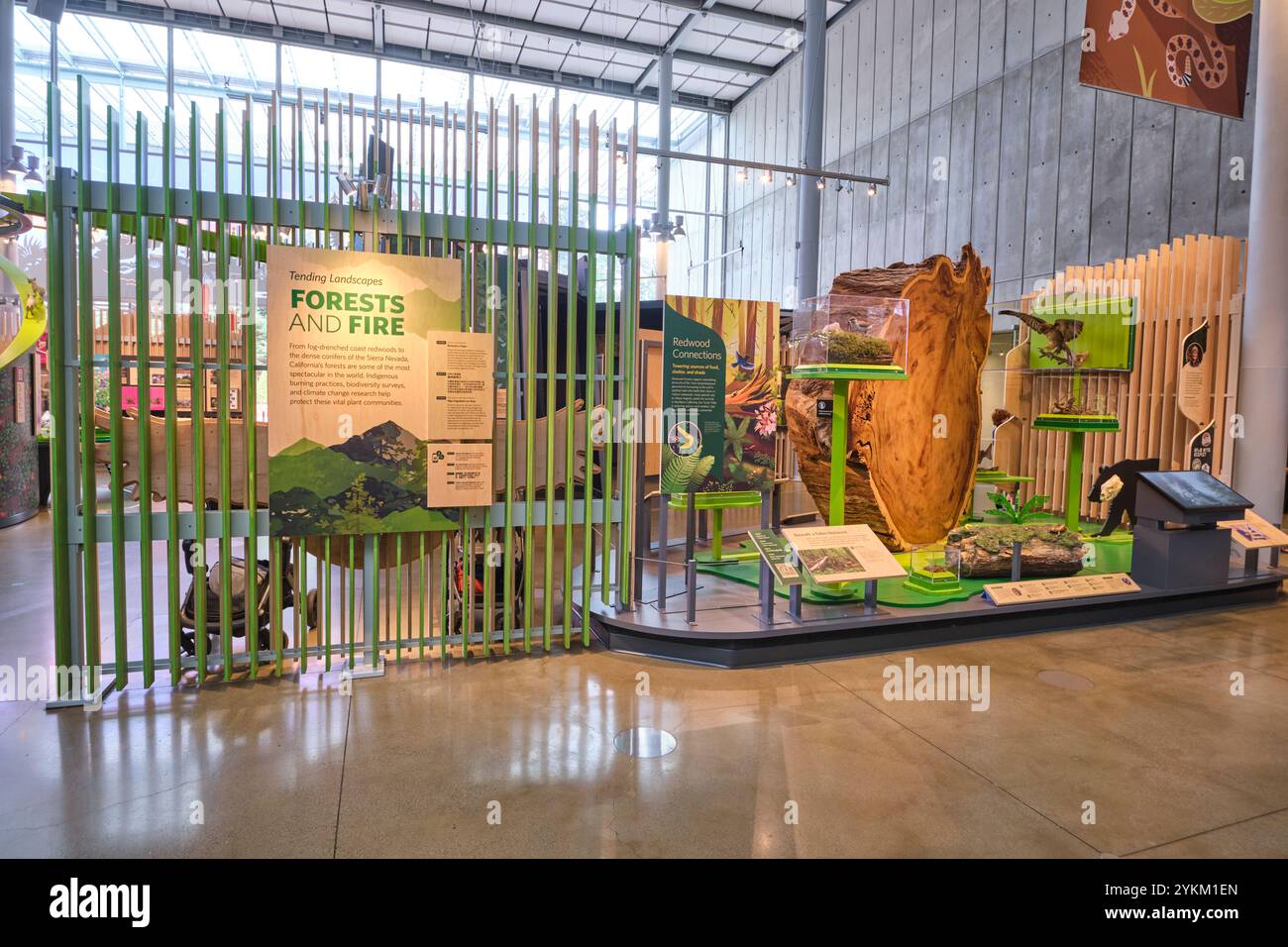 Forest fire with tree trunk exhibit. In the section on local California ...