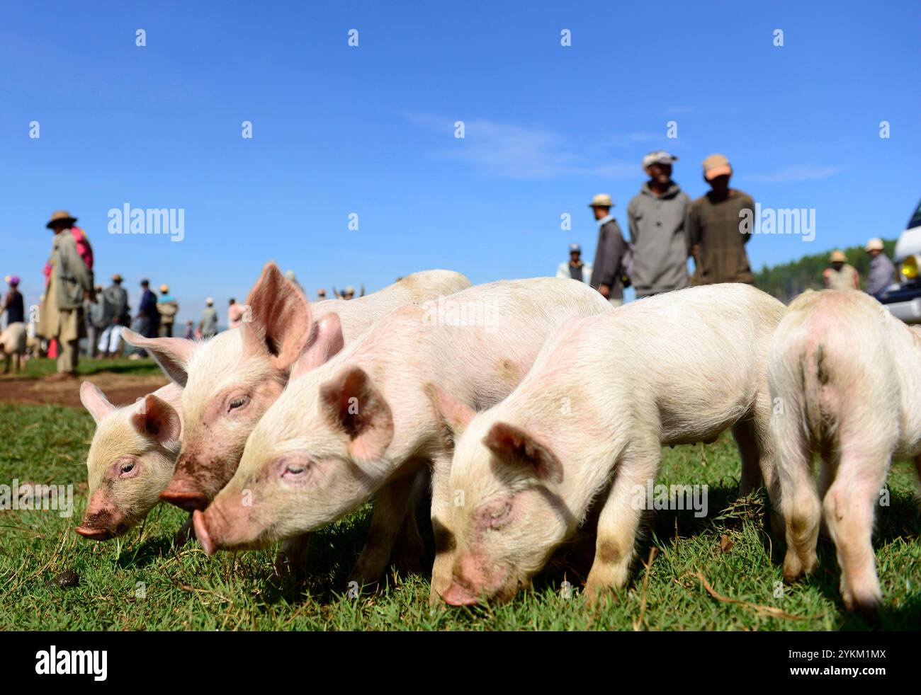 Young pigs sold at a weekly animal market in the Central highlands in ...