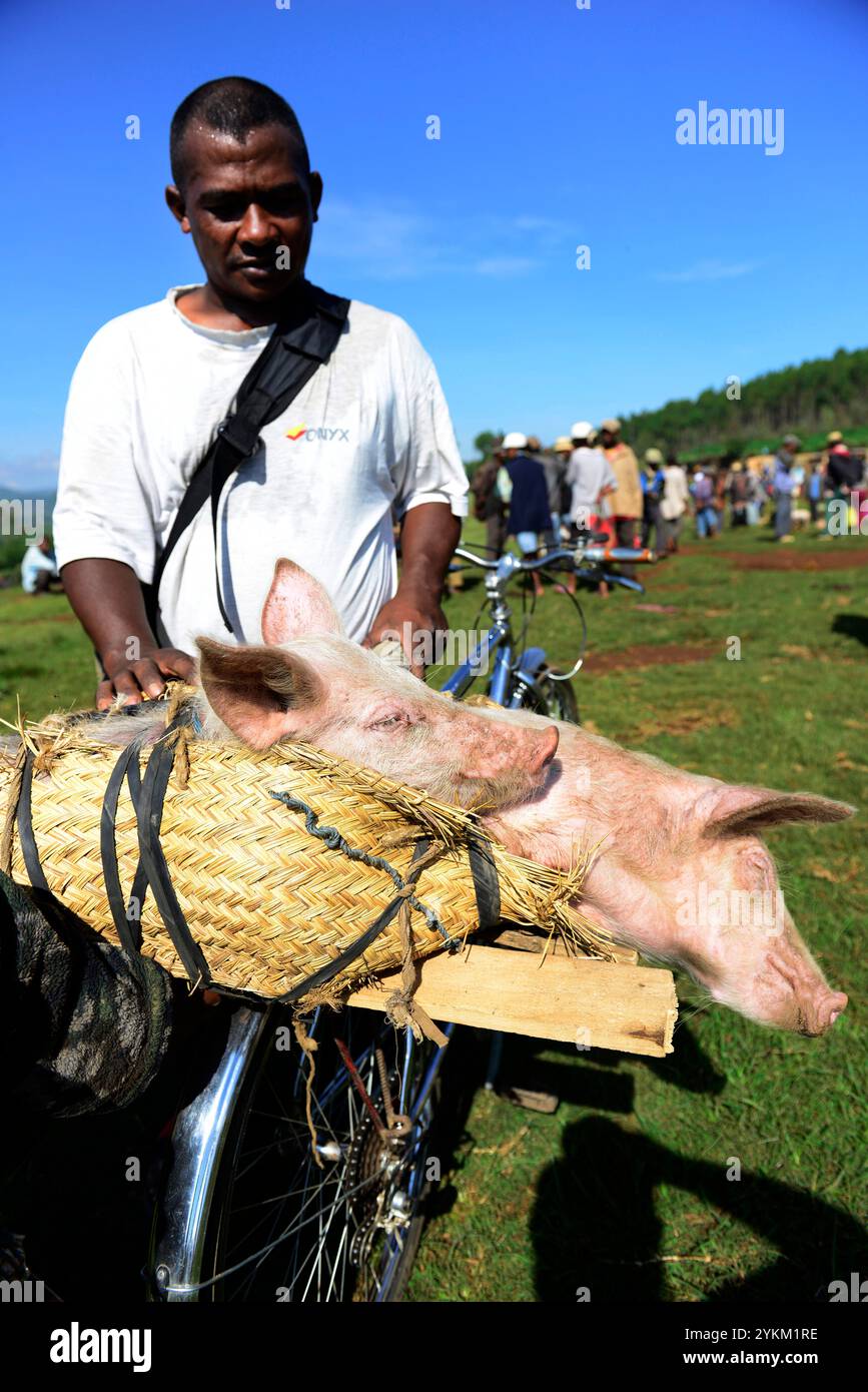 Young pigs sold at a weekly animal market in the Central highlands in ...
