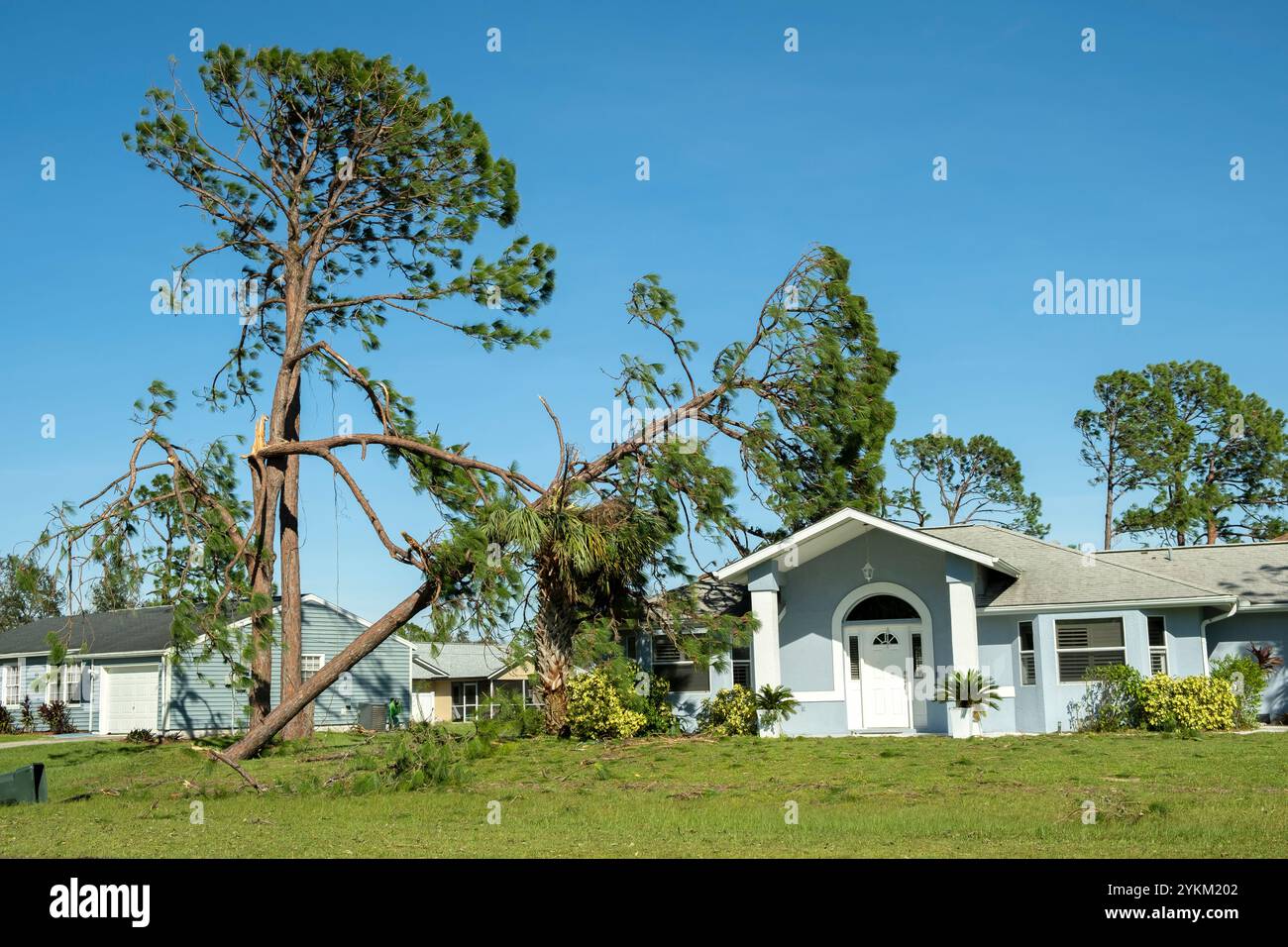 Uprooted tree after hurricane on Florida home front yard. Aftermath of ...