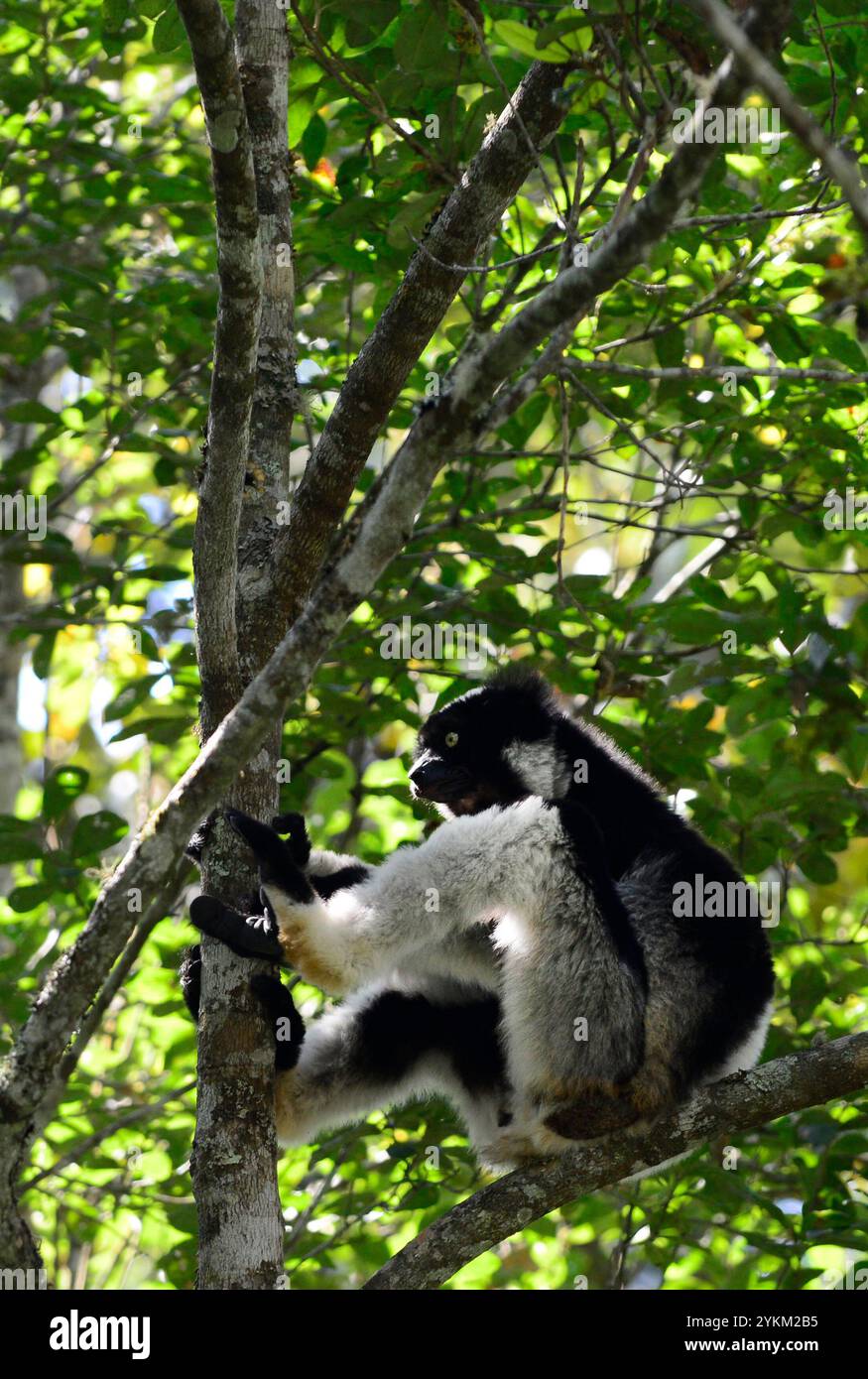 The Indri Indri is the largest Lemur in Madagascar Stock Photo - Alamy
