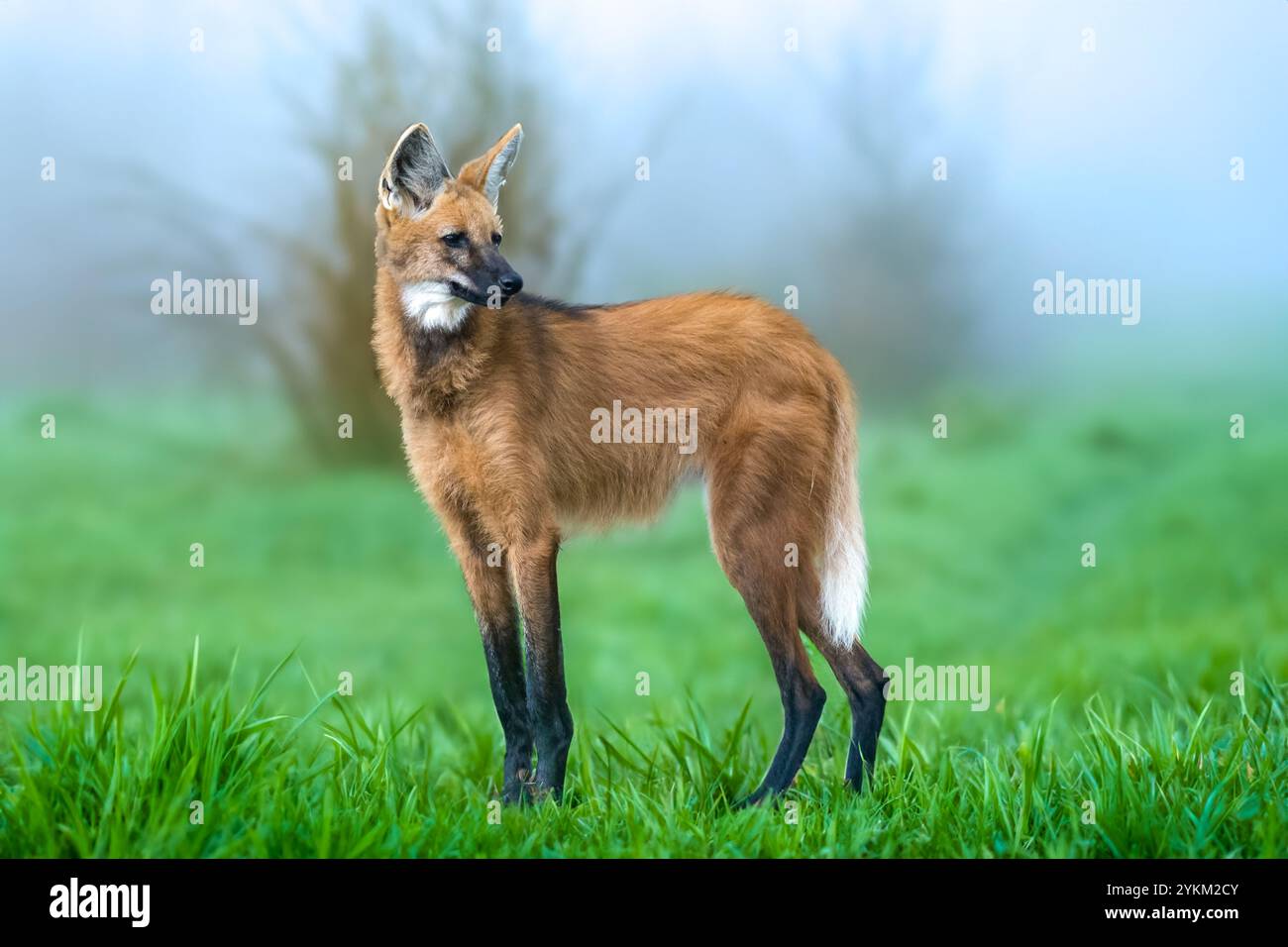 Wild Guará wolf (Chrysocyon brachyurus) one of the rarest wolves in the ...