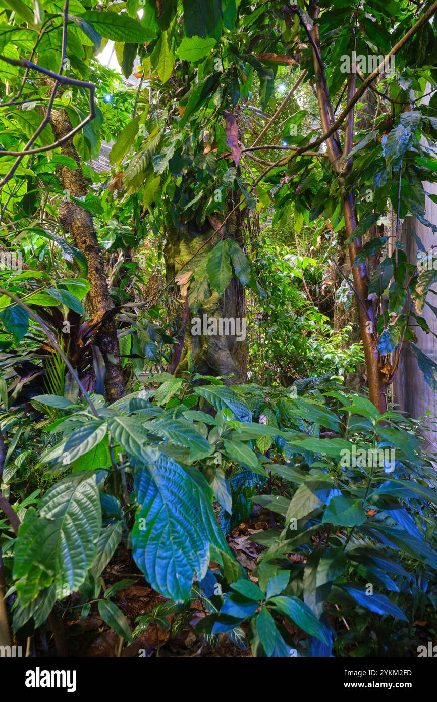 View of the dense, wet flora, plants. In the rainforest jungle section ...