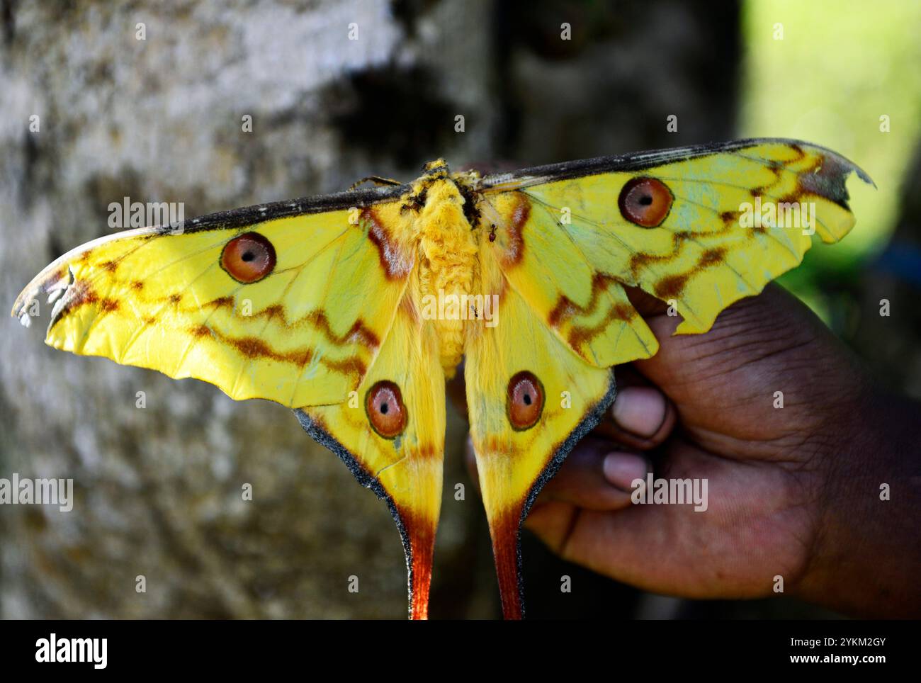 A closeup of the giant Madagascan moon moth taken in Andasibe forest in ...
