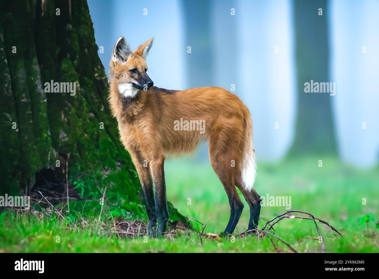Wild Guará wolf (Chrysocyon brachyurus) one of the rarest wolves in the ...