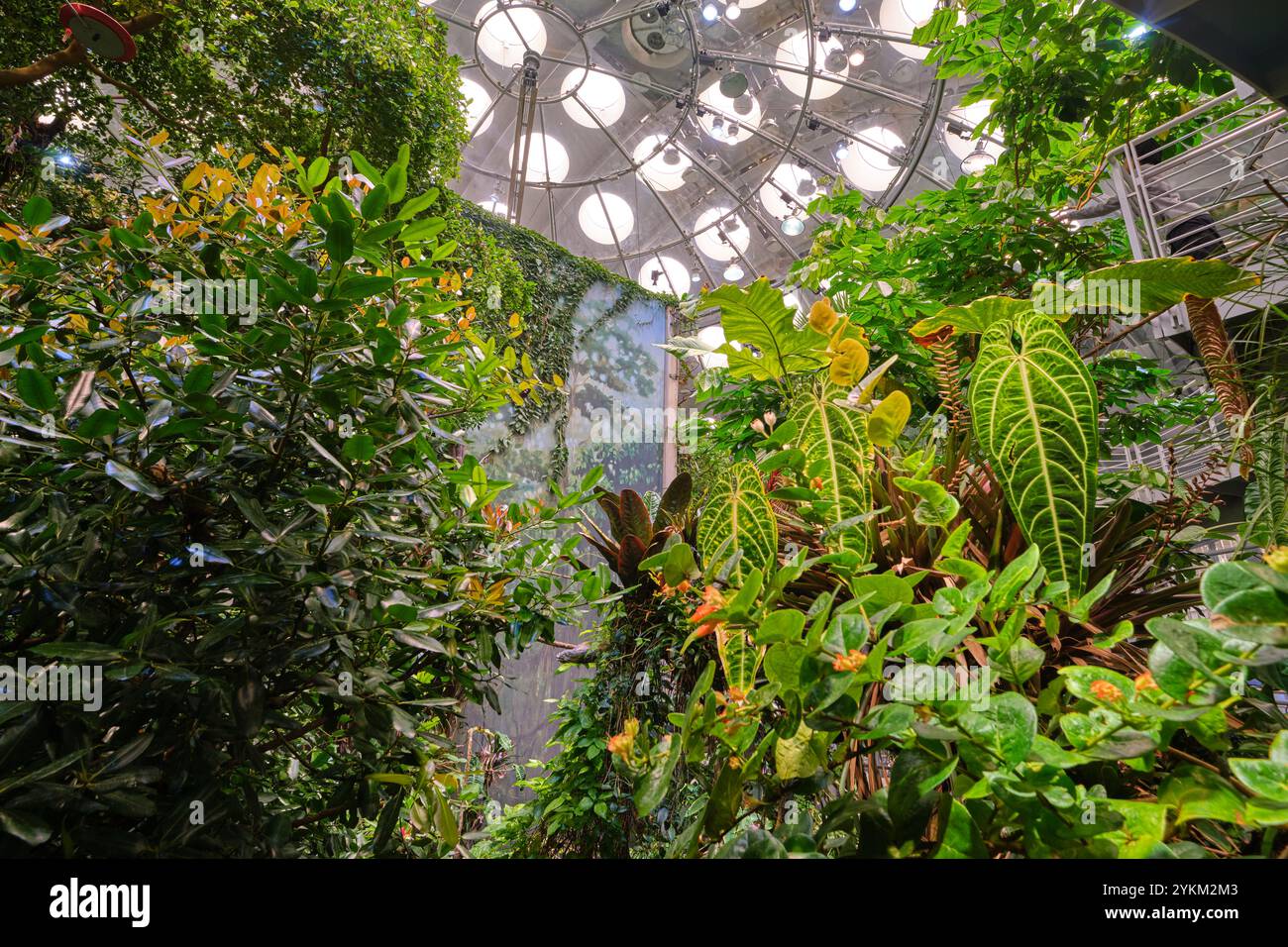 View of the dense, wet flora, plants. In the rainforest jungle section ...