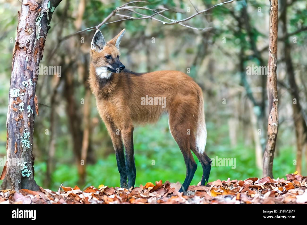 Wild Guará wolf (Chrysocyon brachyurus) one of the rarest wolves in the ...