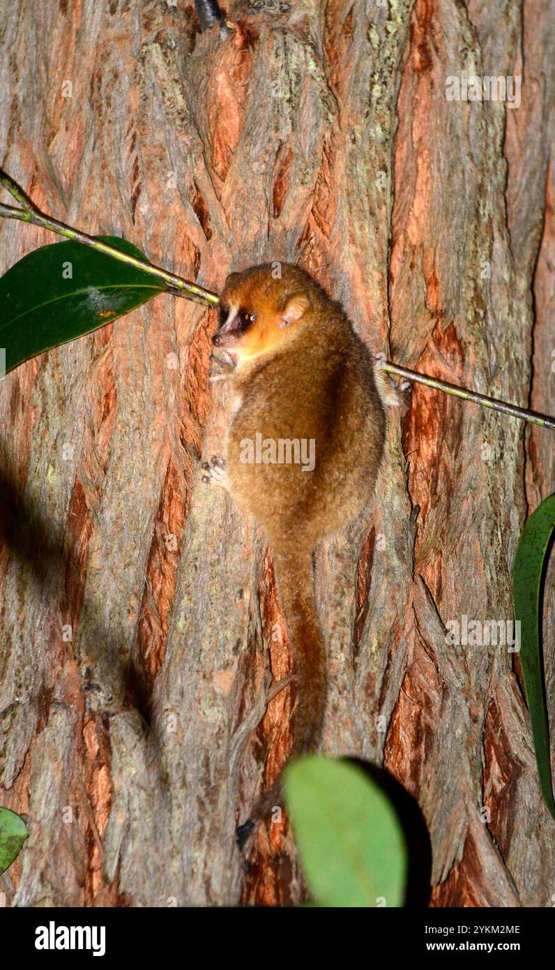 A nocturnal Mouse Lemur in Adasibe forest in Madagascar Stock Photo - Alamy
