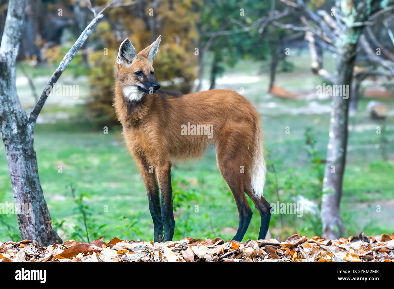 Wild Guará wolf (Chrysocyon brachyurus) one of the rarest wolves in the ...