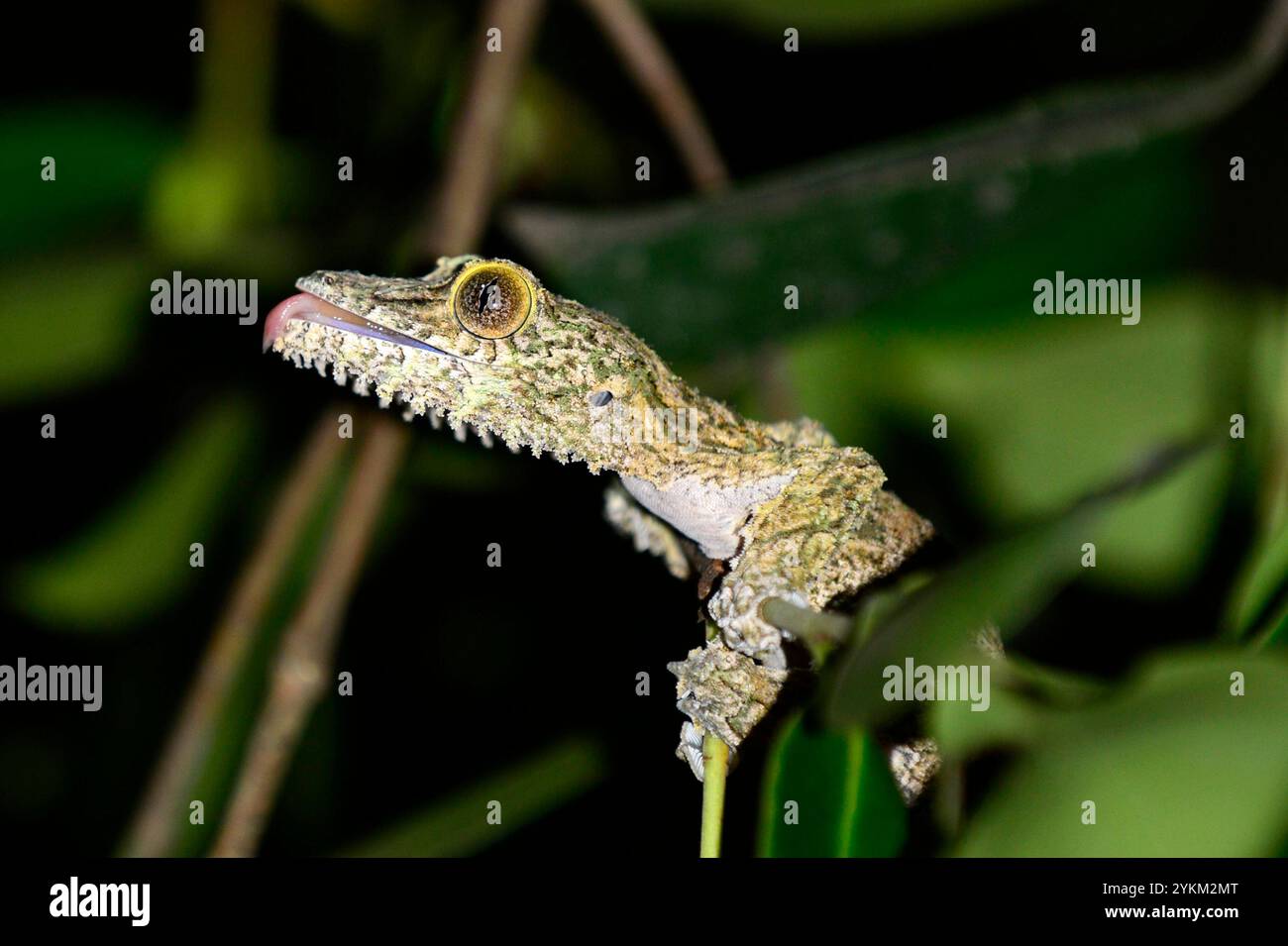 Henkels leaf tailed gecko hi-res stock photography and images - Alamy