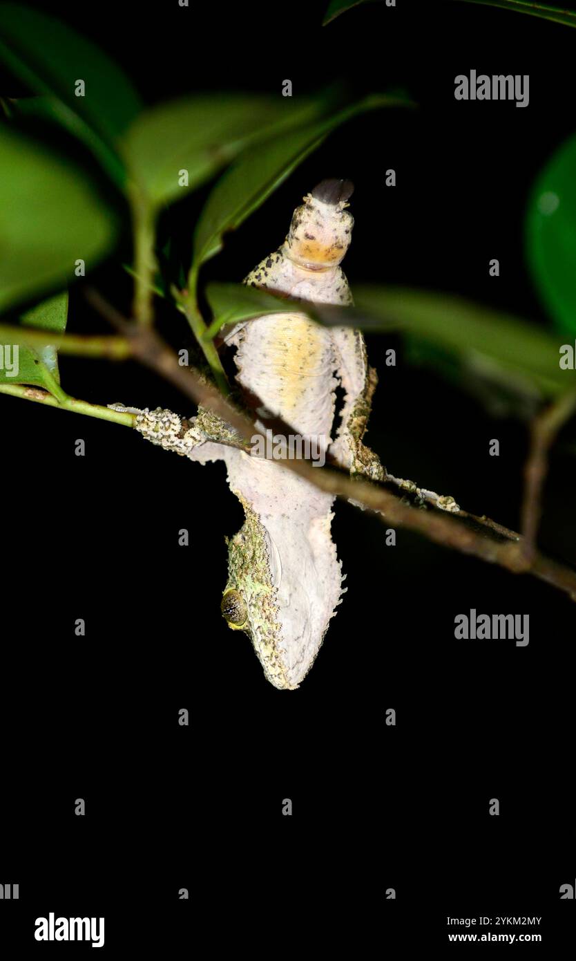 Henkels leaf tailed gecko hi-res stock photography and images - Alamy
