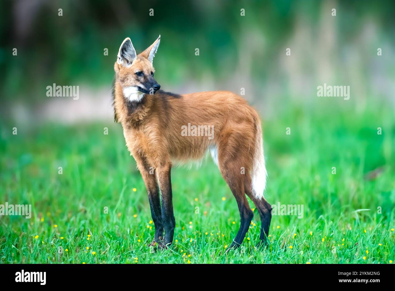 Wild Guará wolf (Chrysocyon brachyurus) one of the rarest wolves in the ...