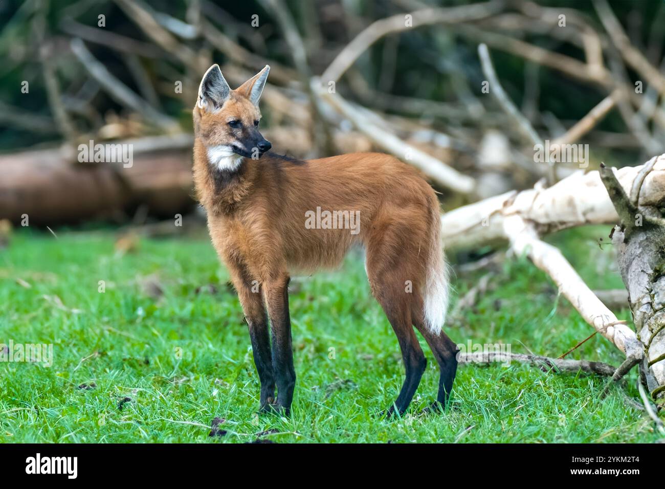 Wild Guará wolf (Chrysocyon brachyurus) one of the rarest wolves in the ...