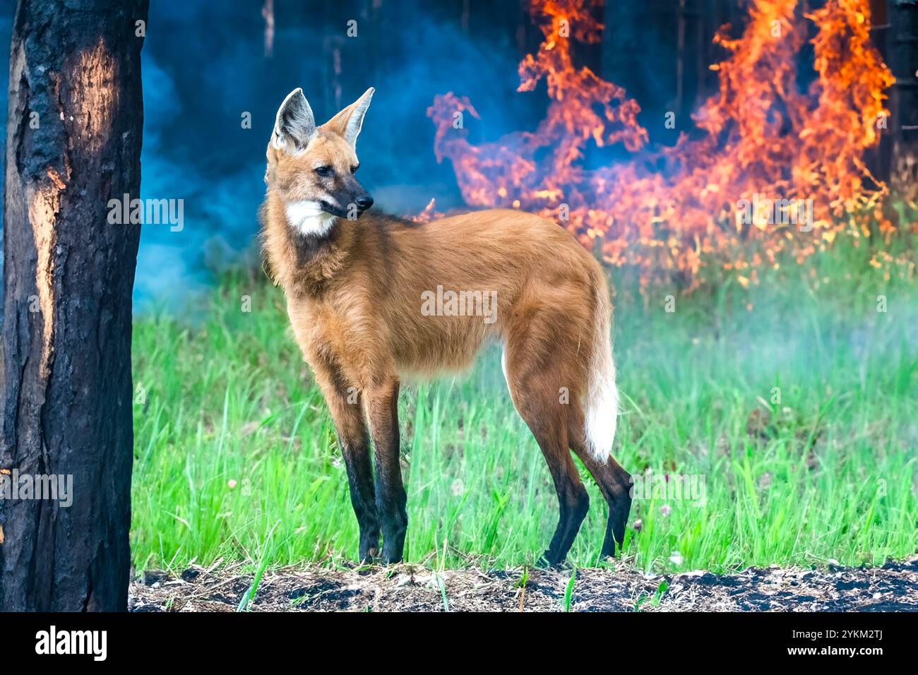Wild Guará wolf (Chrysocyon brachyurus) one of the rarest wolves in the ...