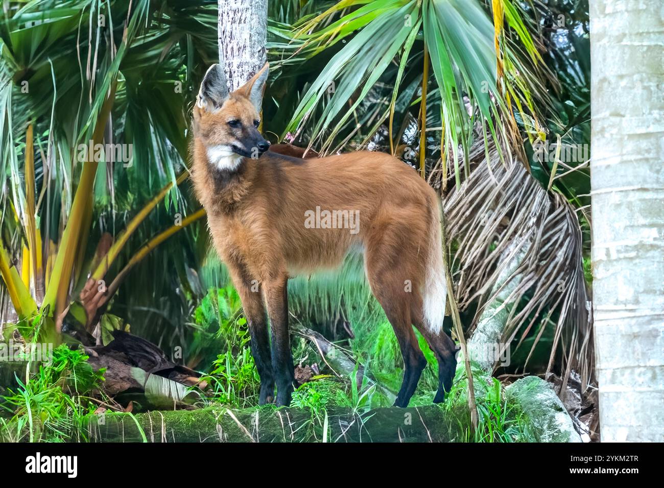 Wild Guará wolf (Chrysocyon brachyurus) one of the rarest wolves in the ...