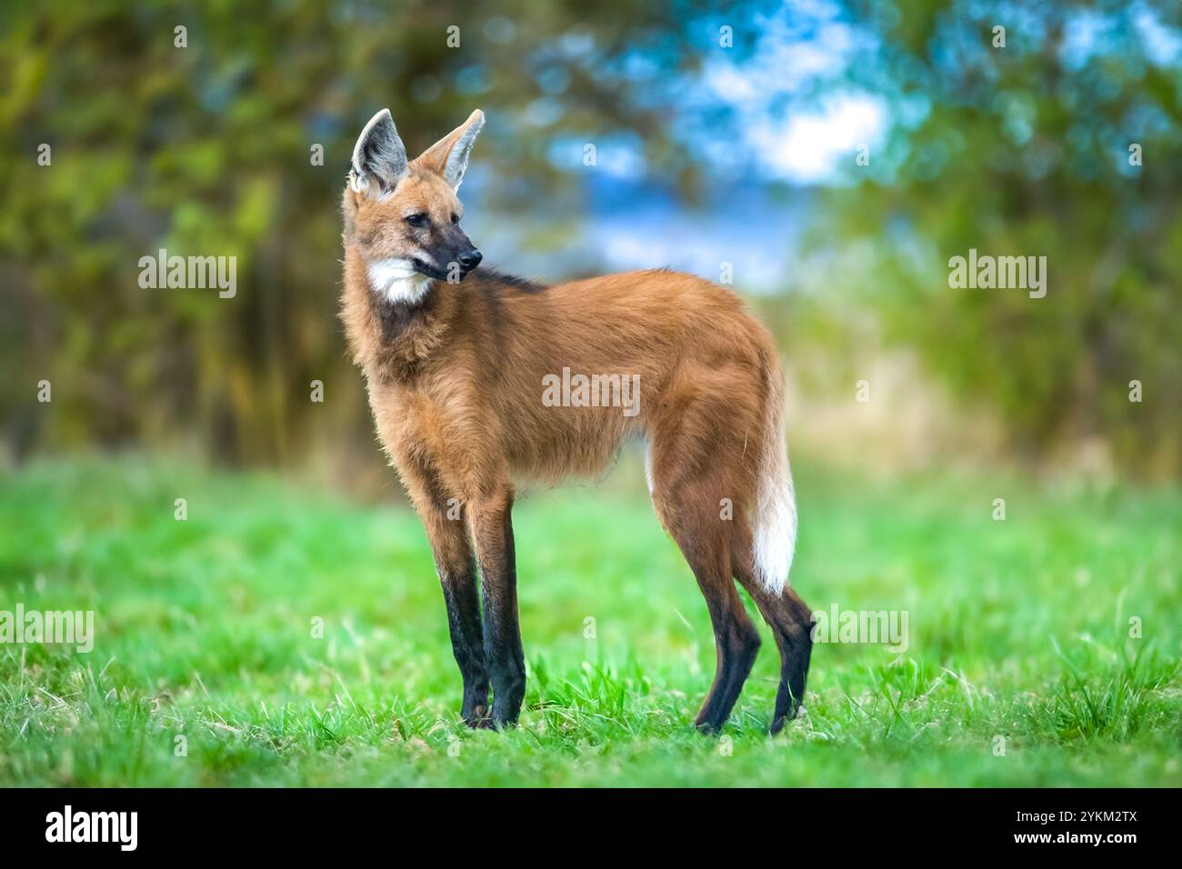 Wild Guará wolf (Chrysocyon brachyurus) one of the rarest wolves in the ...