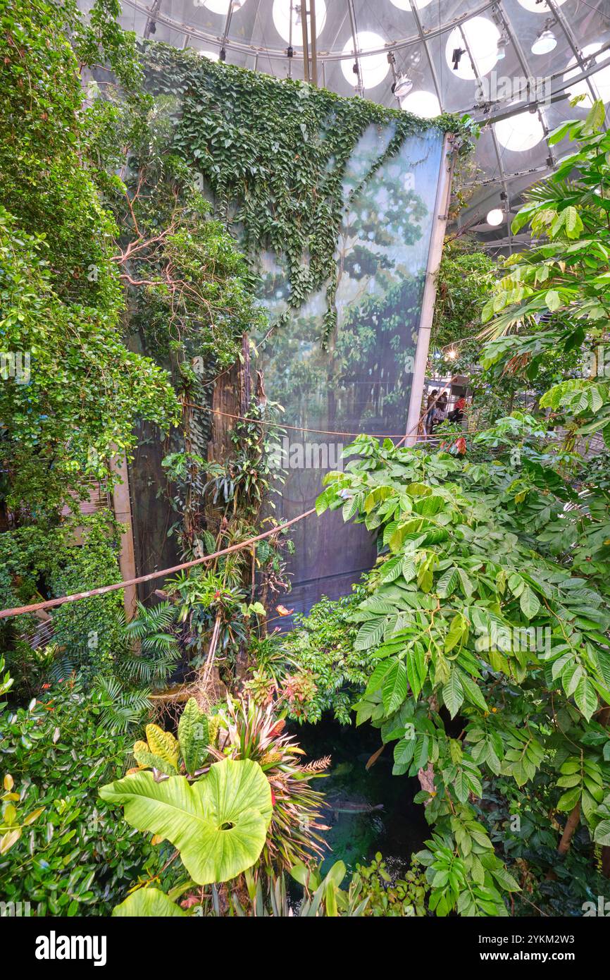 View of the dense, wet flora, plants. In the rainforest jungle section ...