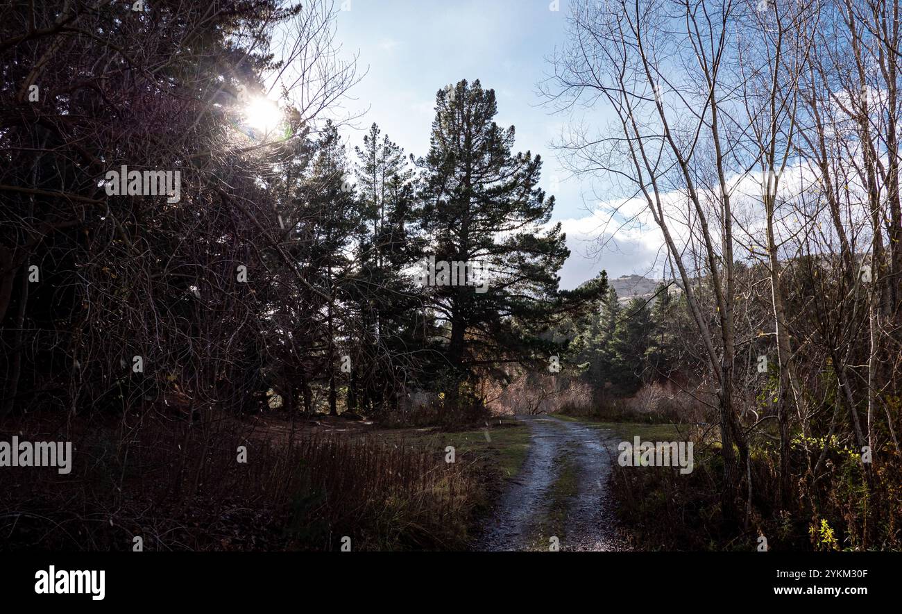 Big conifer tree pine and sun behind gorgeous landscape nature scenery ...